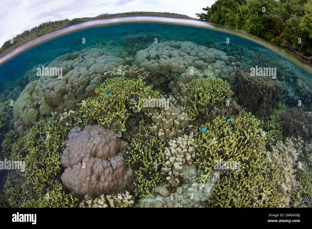 A coral reef composed of a wide variety of reef-building corals grows ...
