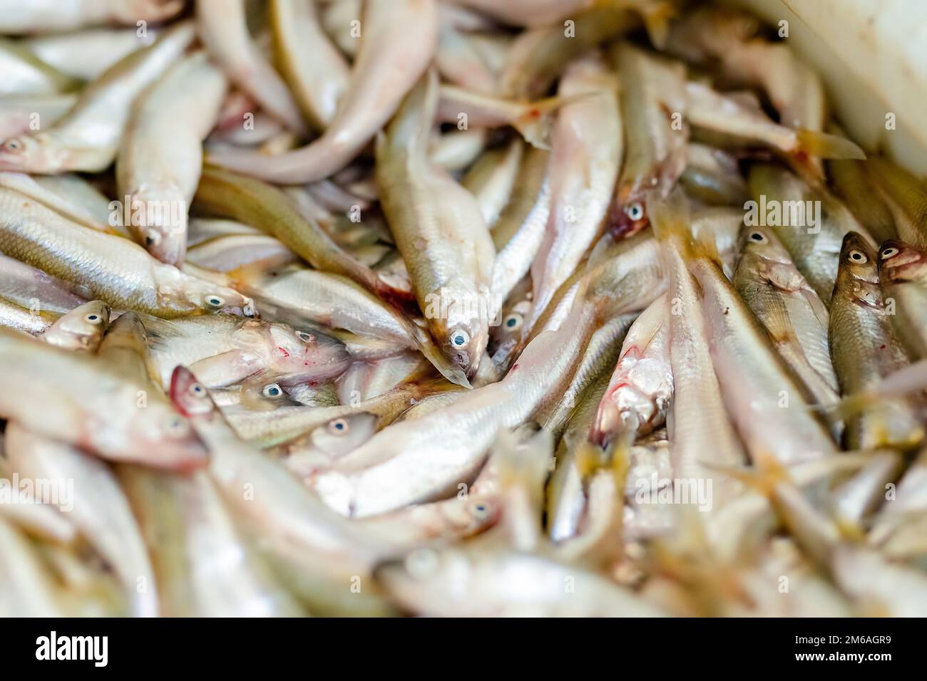 Fresh smelt fish sold on traditional spring market in Vilnius ...