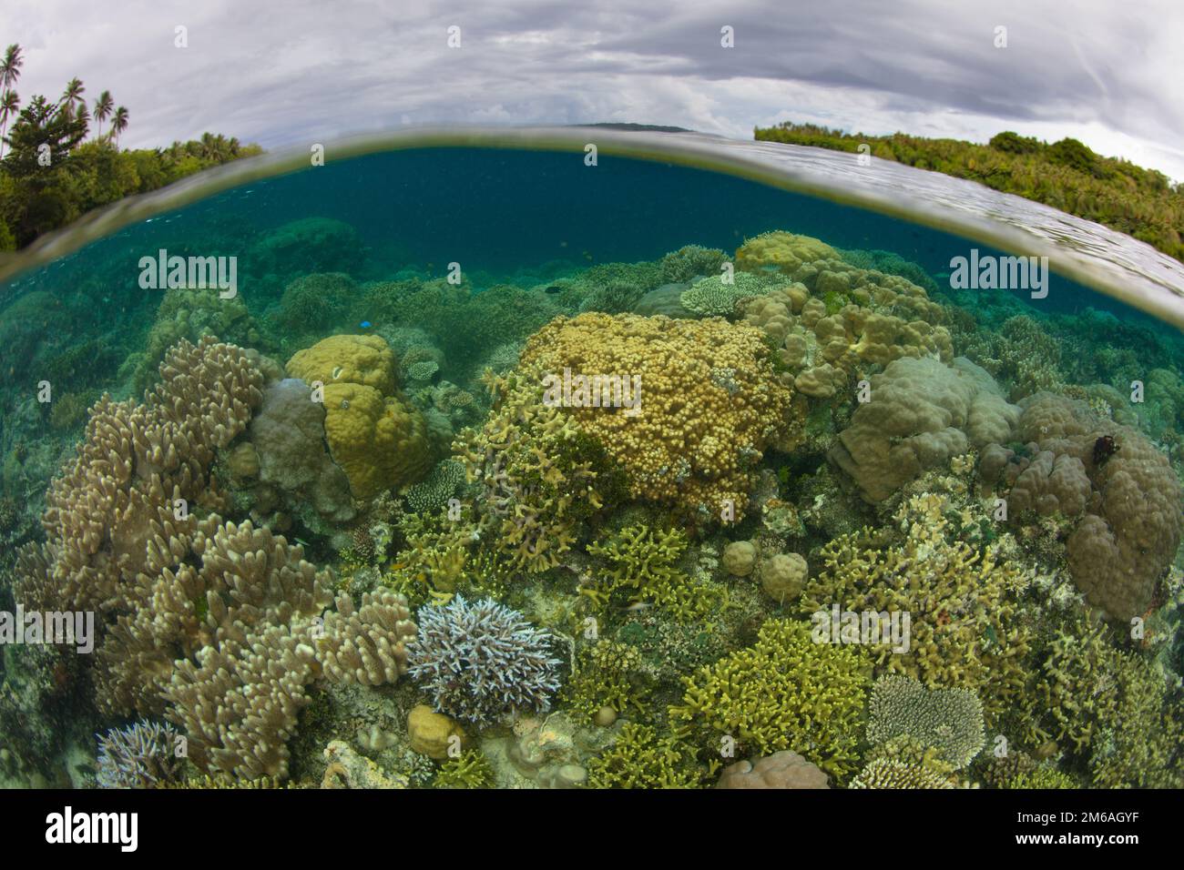 A coral reef composed of a wide variety of reef-building corals grows ...