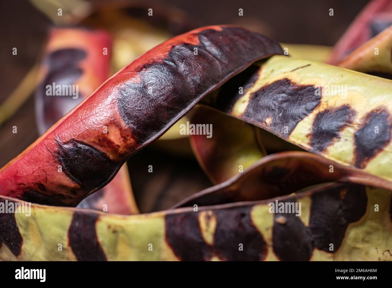 Acacia seeds hi-res stock photography and images - Alamy