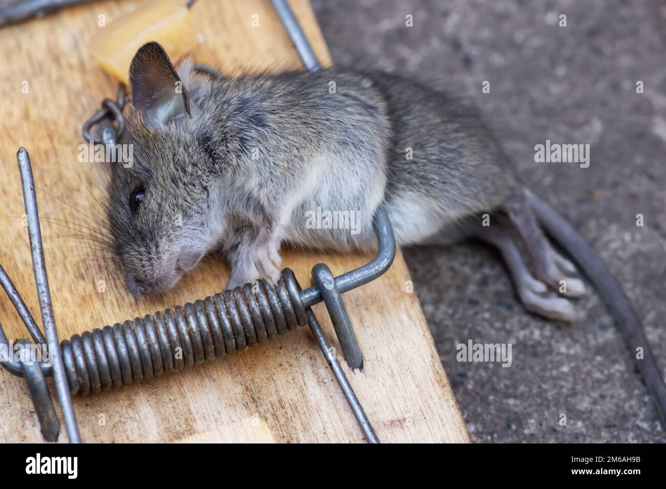 Dead mouse in a mousetrap. Mouse hunting. The mouse is a small rodent ...