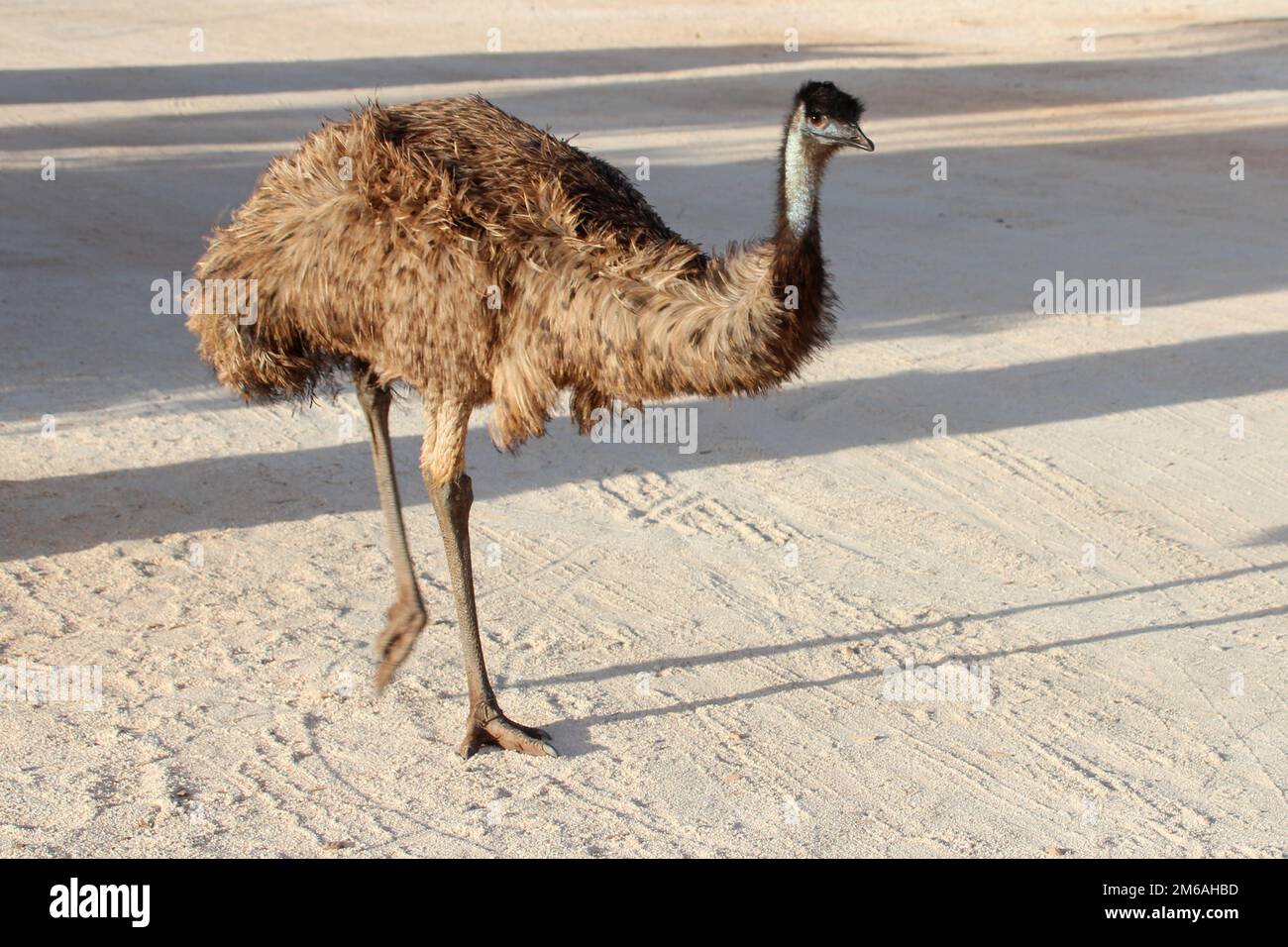 emu at monkey mia in australia Stock Photo - Alamy