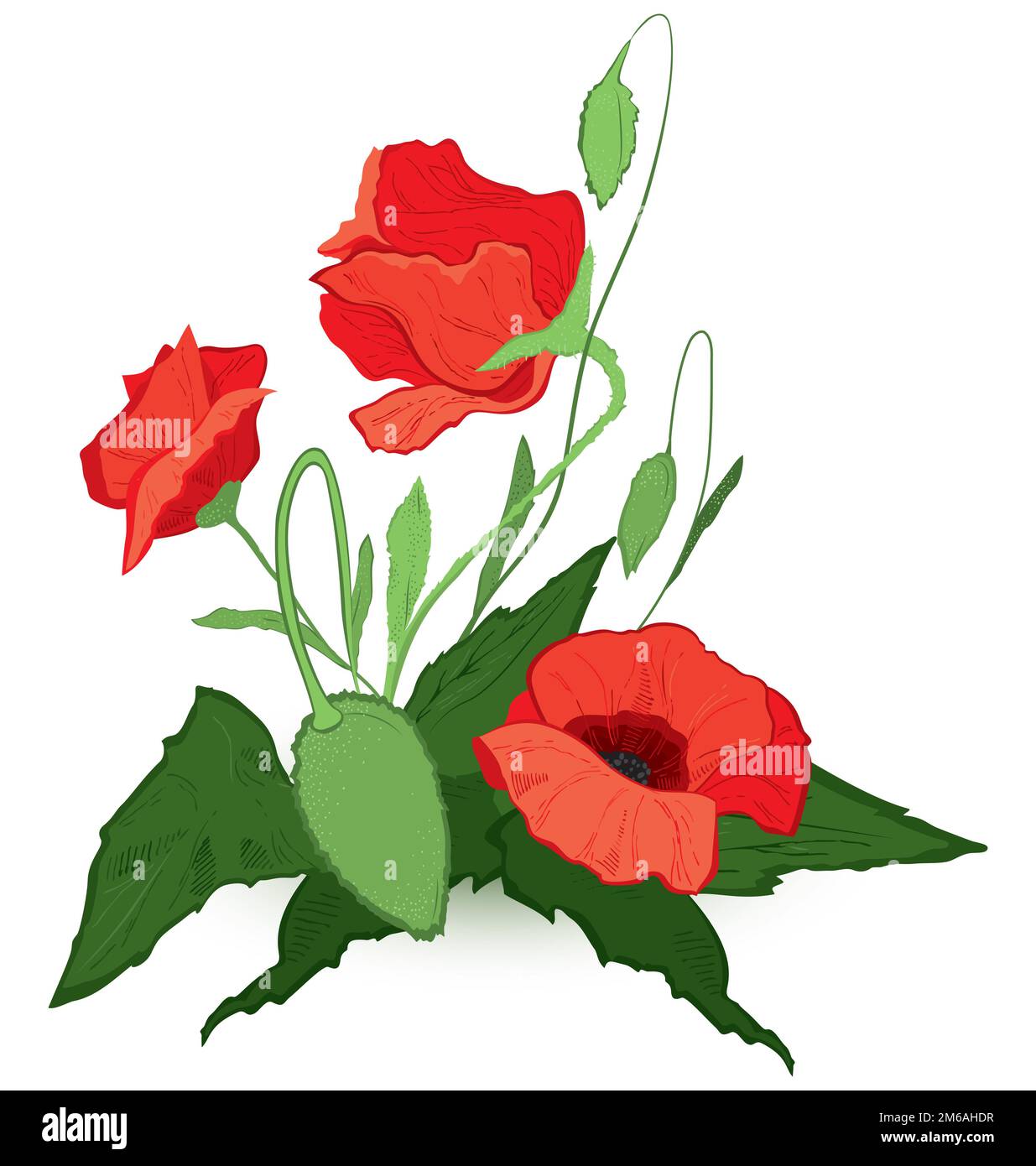 Poppies illustration Cut Out Stock Images & Pictures - Alamy