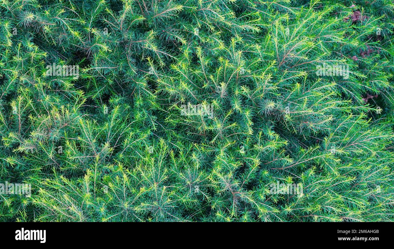 Green Pine Wallpaper. Lush Coniferous Background. Branches of conifer ...