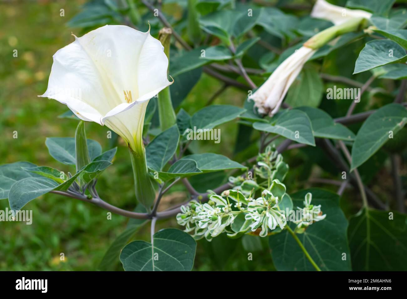 Ordinary stem hi-res stock photography and images - Alamy