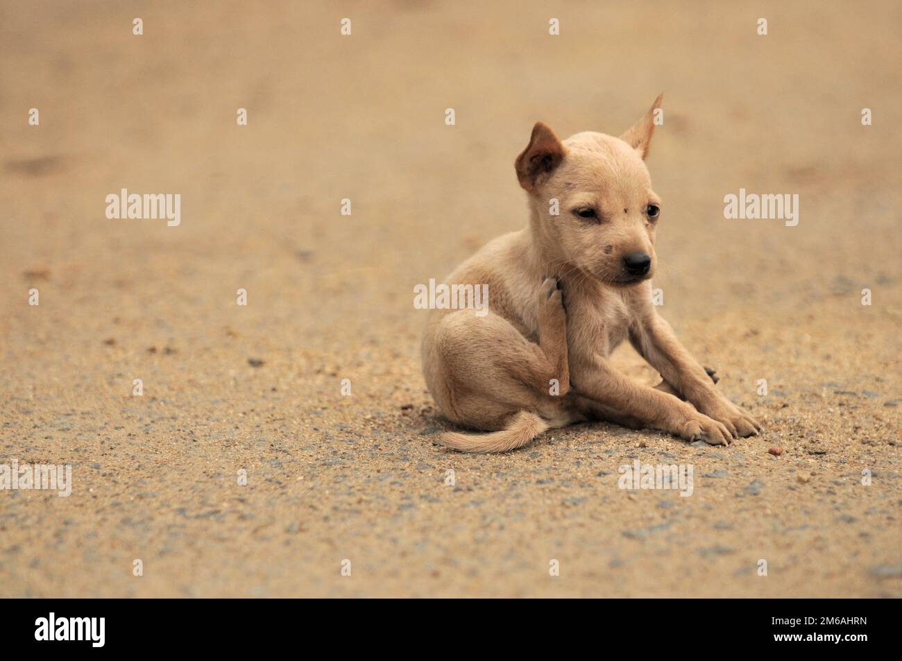 Koyambedu market hi-res stock photography and images - Alamy