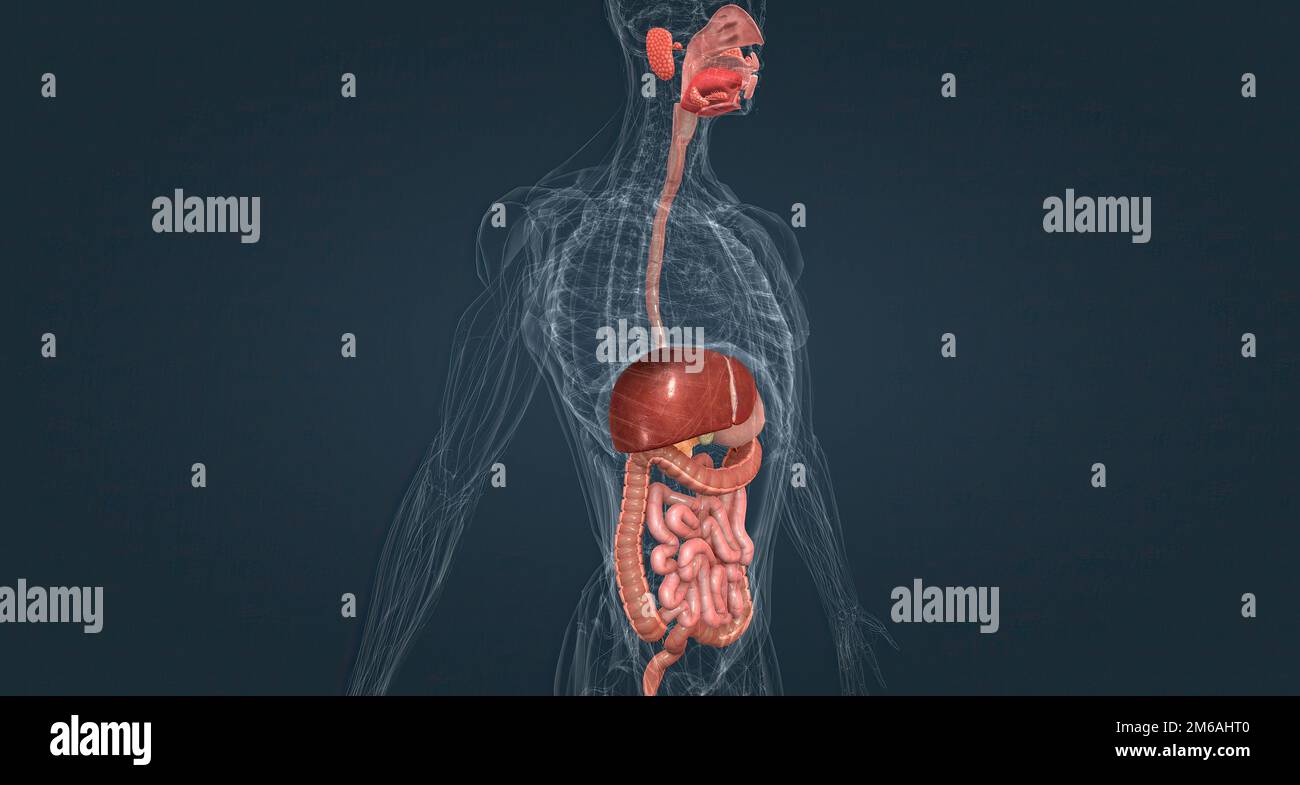Rectum membrane hi-res stock photography and images - Alamy