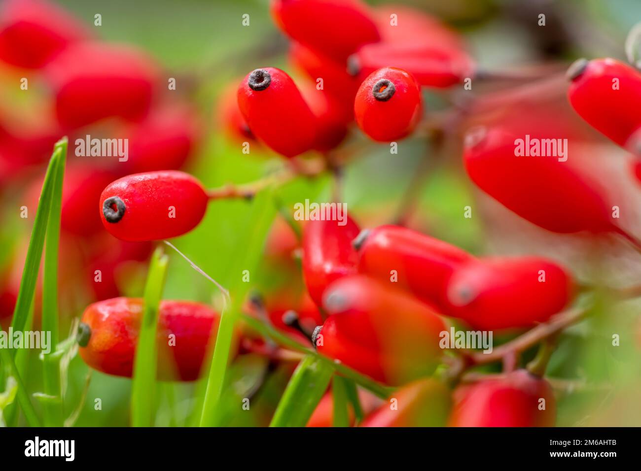 Barberry Berberis vulgaris branch fresh ripe berries natural green ...