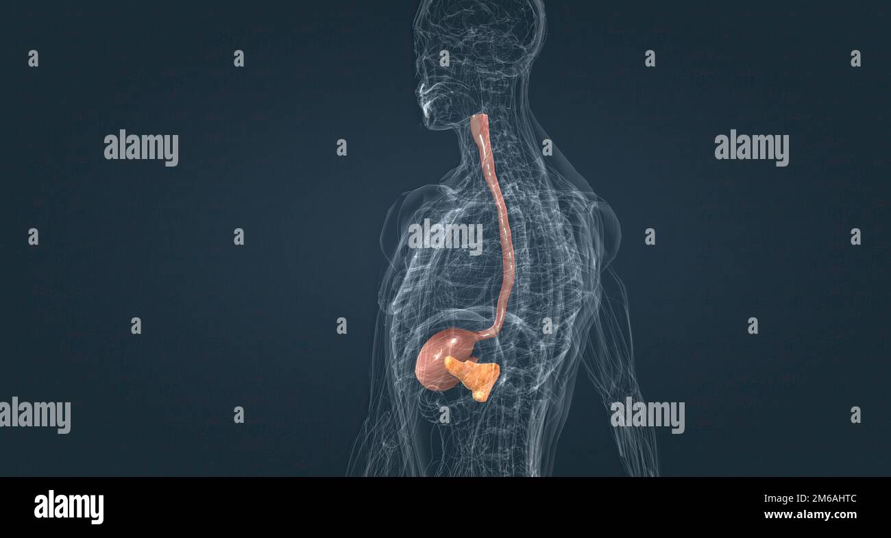 Lobule boundary hi-res stock photography and images - Alamy