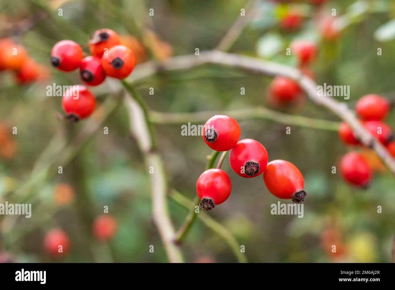 Ripened rose hips on shrub branches, red healthy fruits of Rosa canina ...