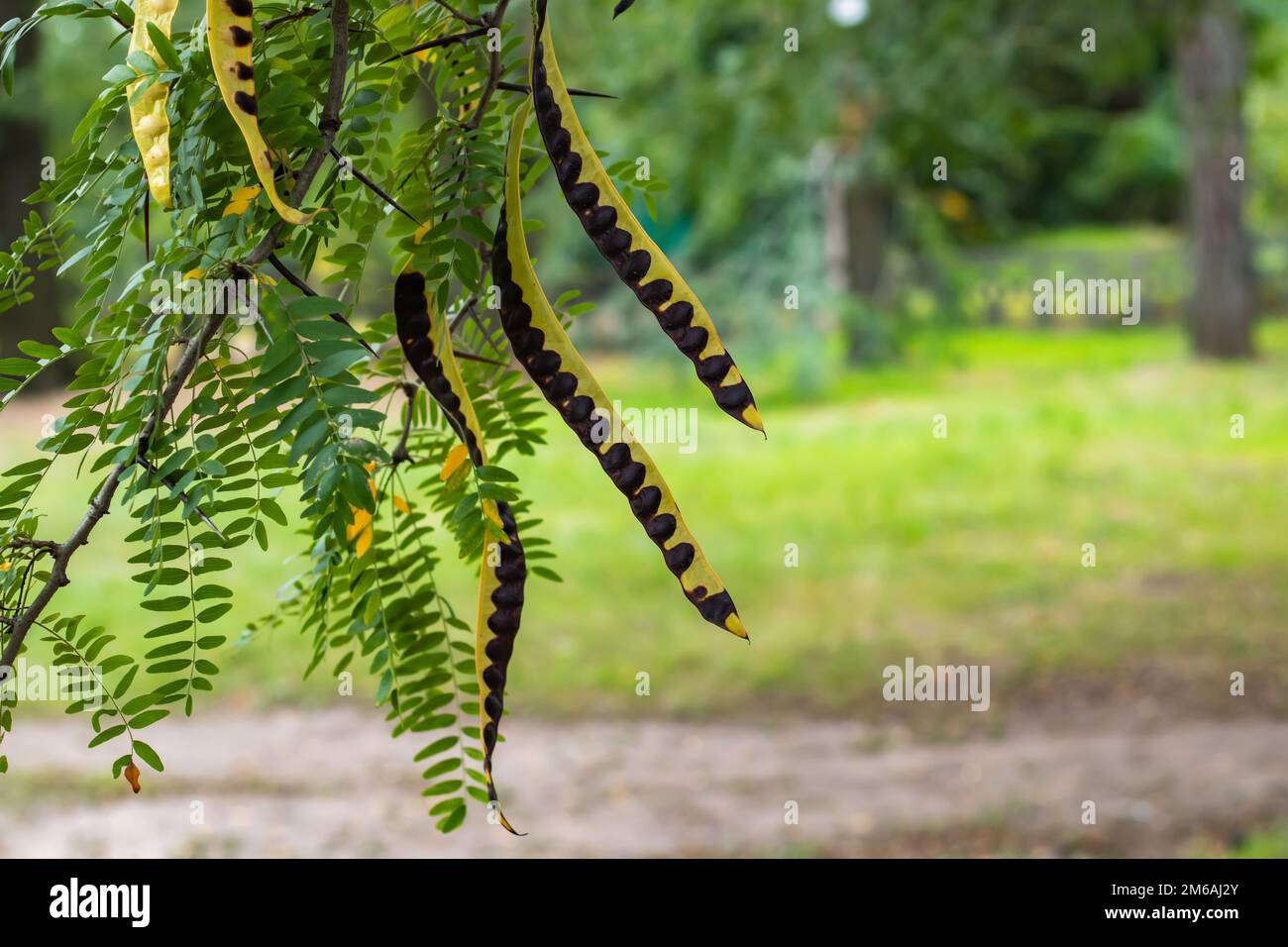 Dry brown seed pods and green leaves of acacia Stock Photo - Alamy
