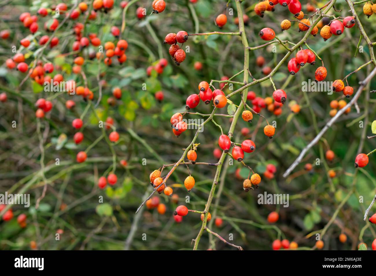 Branches of ripe rose hips in the garden Stock Photo - Alamy