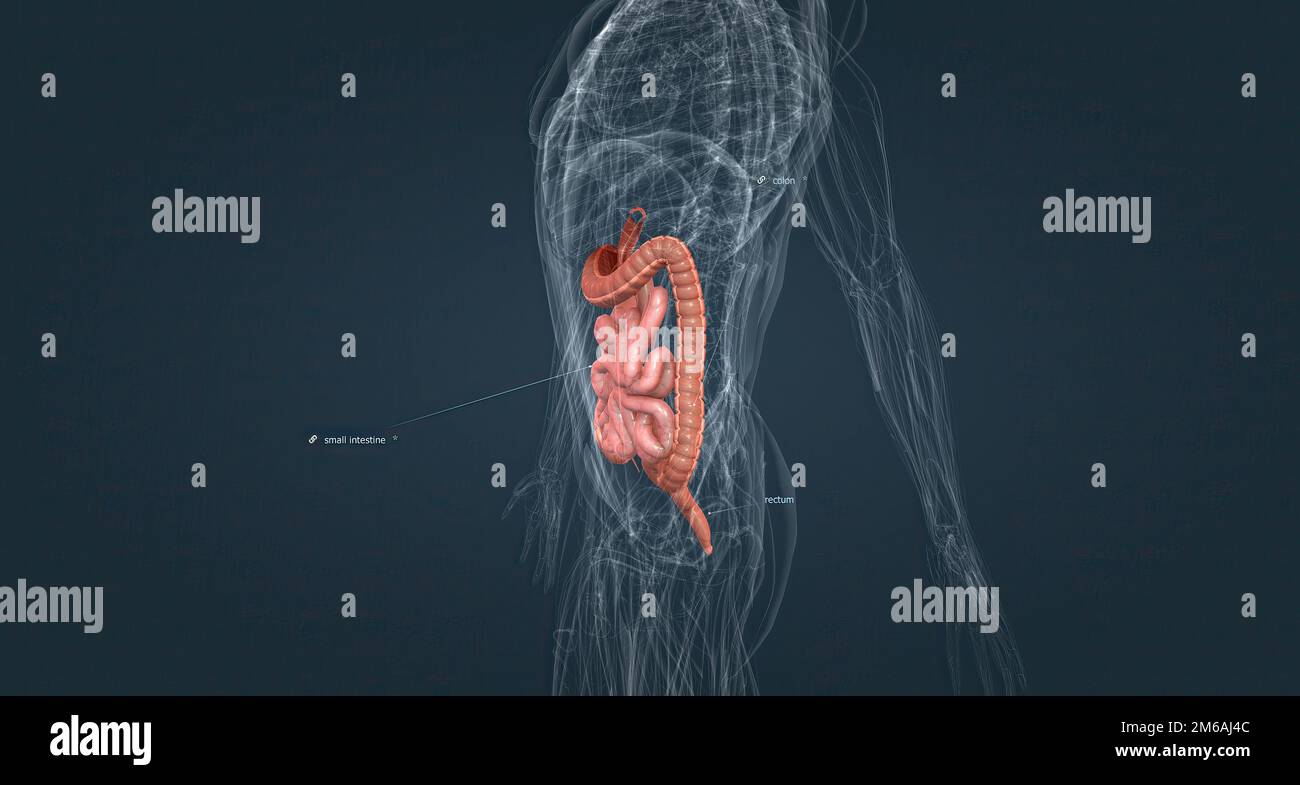 Digestive processes hi-res stock photography and images - Alamy
