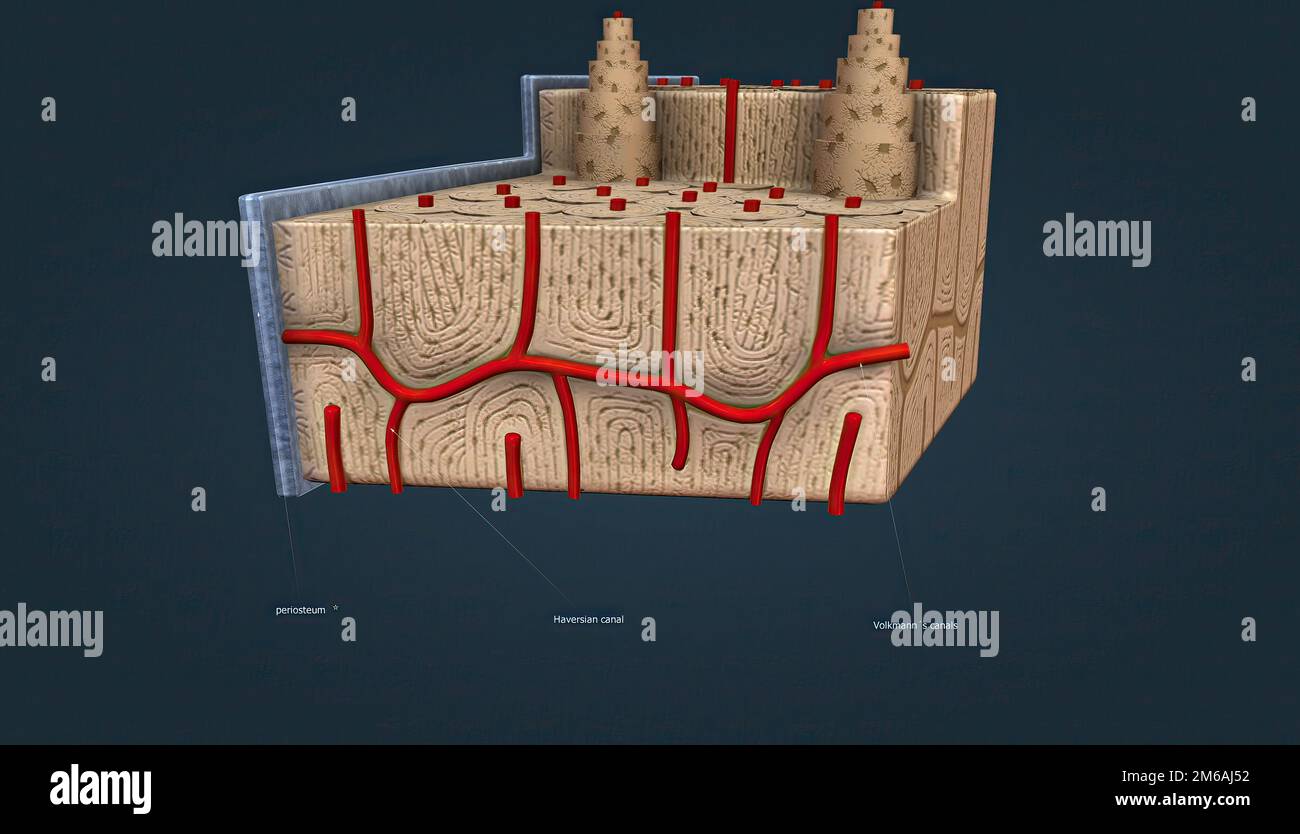Histology of osteon hi-res stock photography and images - Alamy