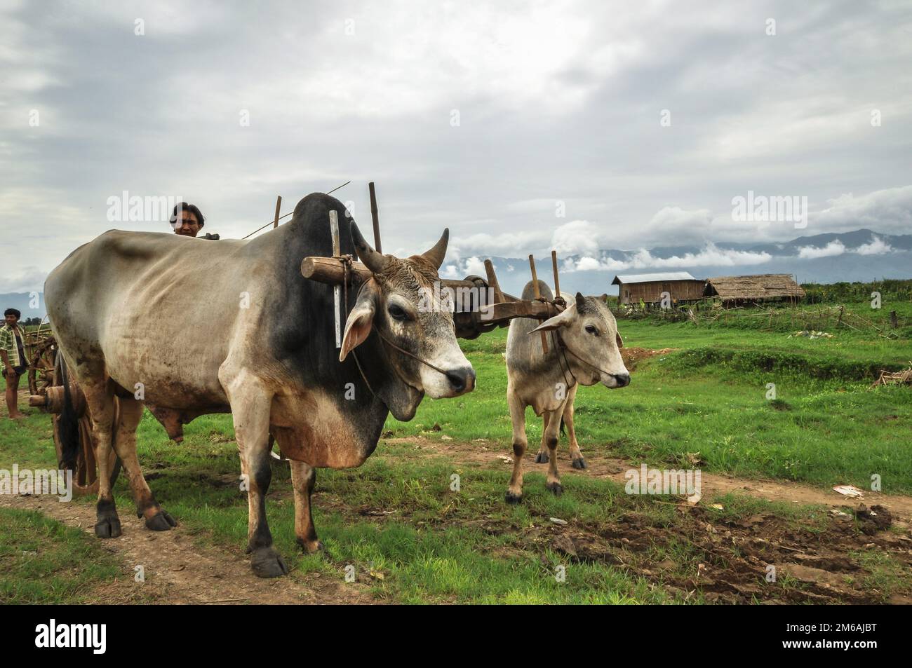 Myanmar environment hi-res stock photography and images - Alamy