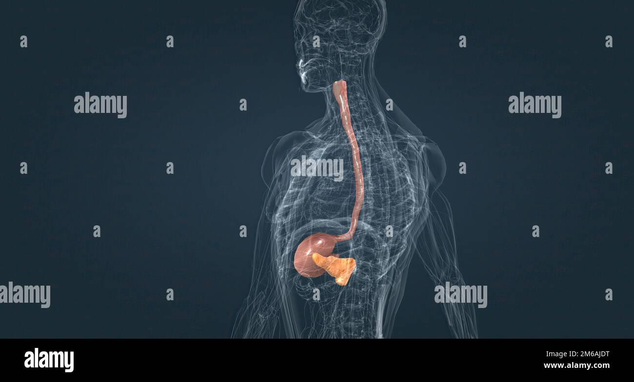Gastroesophageal junction hi-res stock photography and images - Alamy