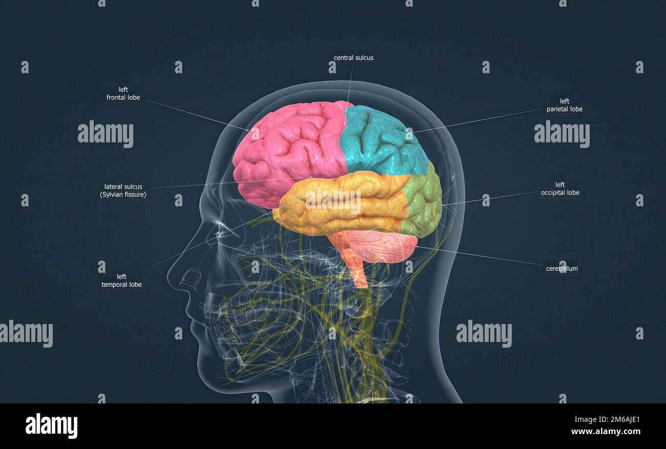 Functional anatomy hi-res stock photography and images - Alamy