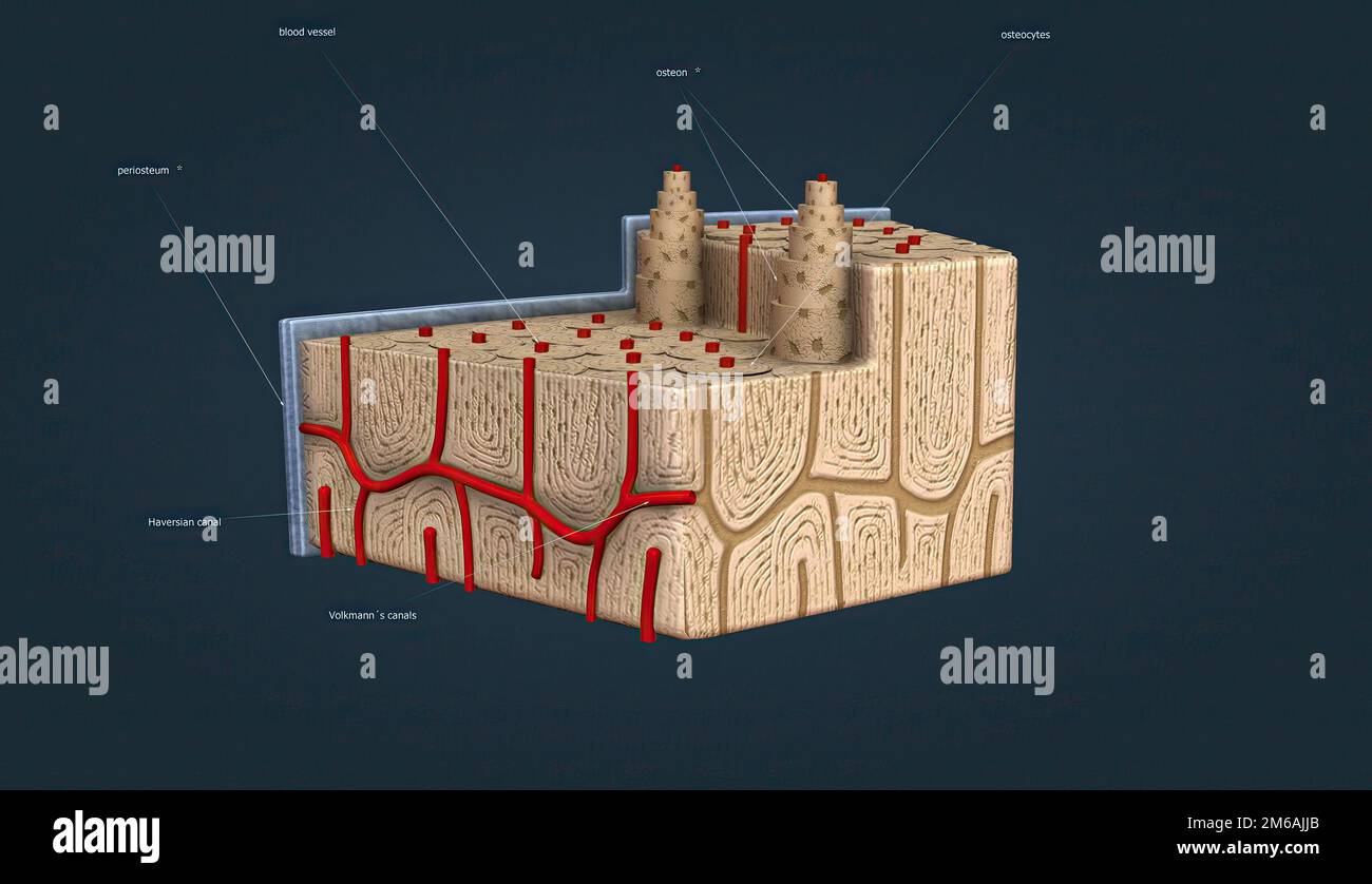 Histology of osteon hi-res stock photography and images - Alamy