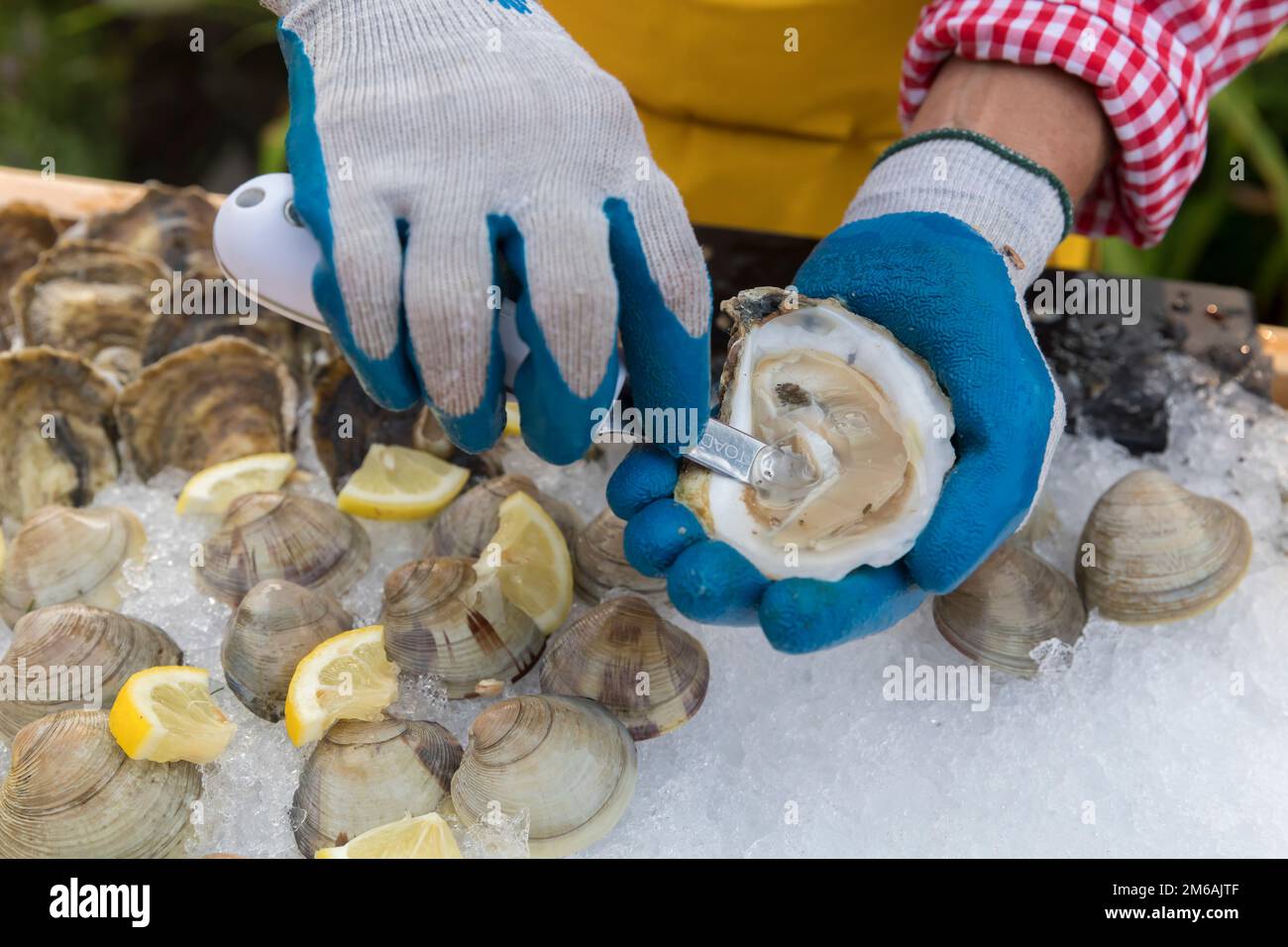 gloved hands shucking an oyster over ice Stock Photo - Alamy