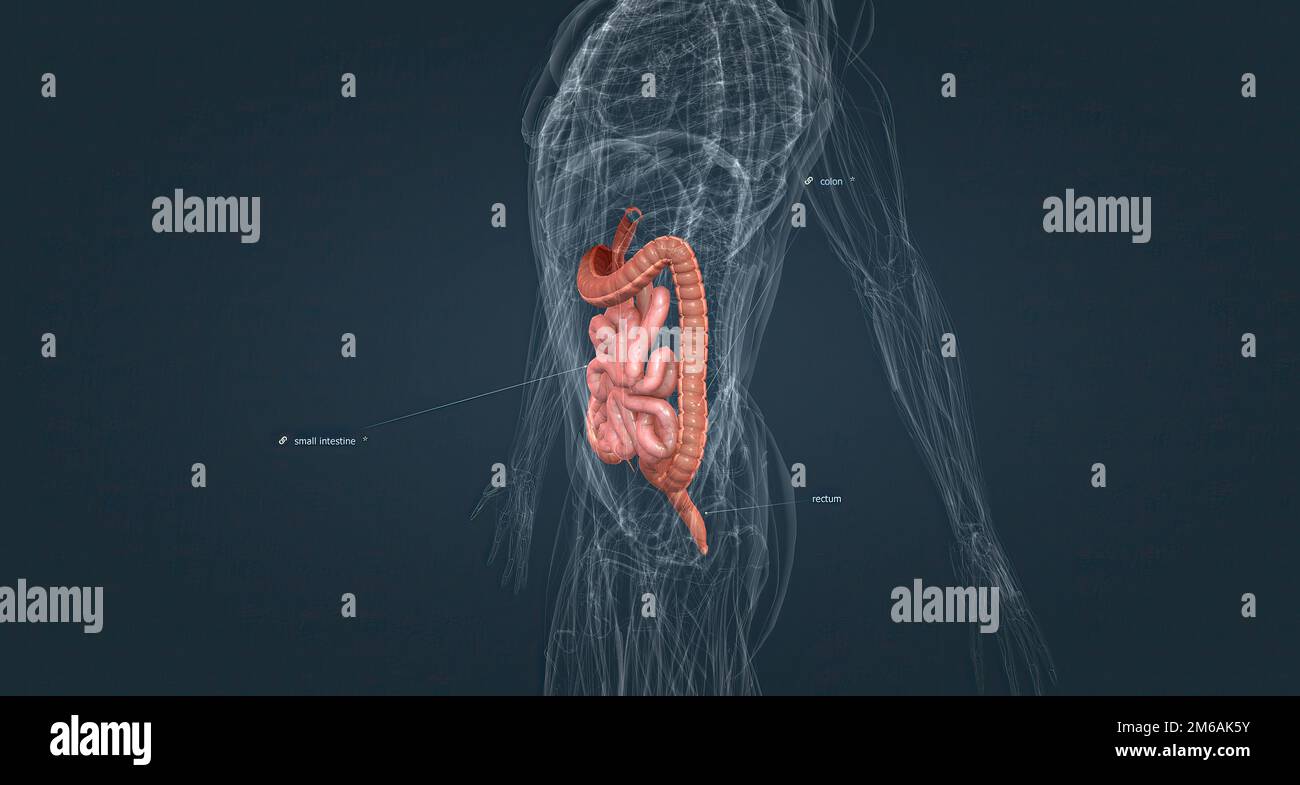 Digestive processes hi-res stock photography and images - Alamy