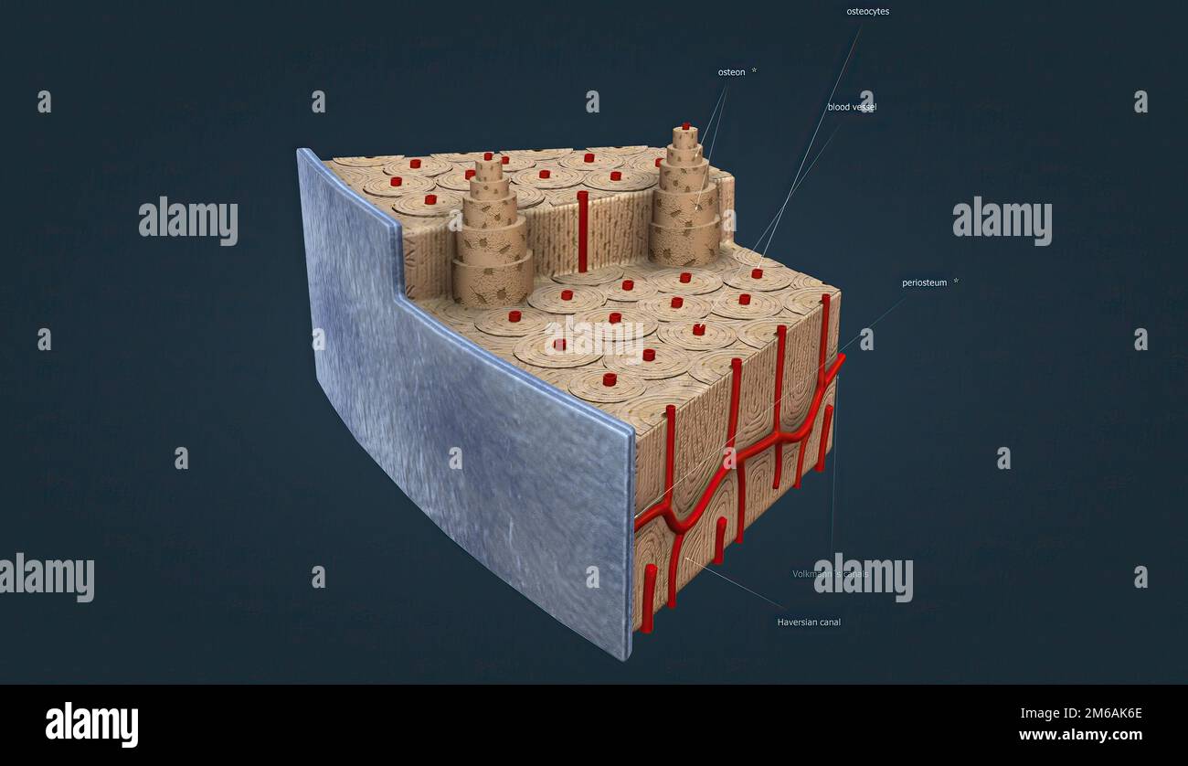 Histology of osteon hi-res stock photography and images - Alamy