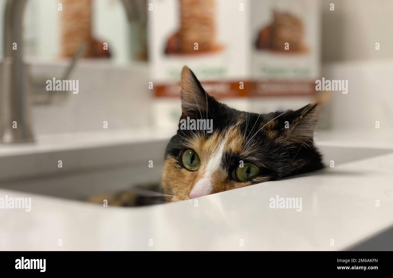 Green eyed calico cat hiding in bathroom sink Stock Photo - Alamy