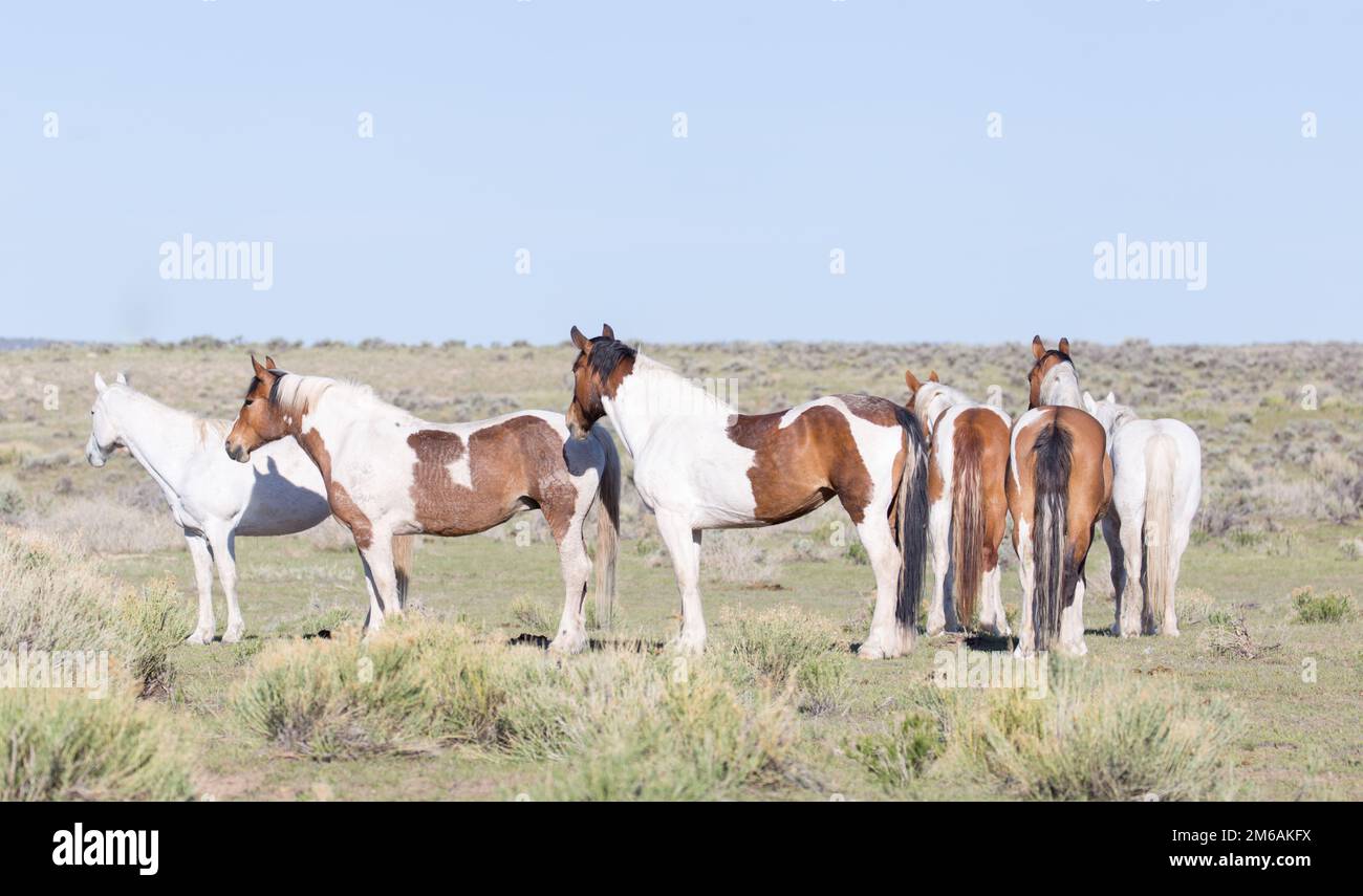 Colorful herd ranch horses hi-res stock photography and images - Alamy