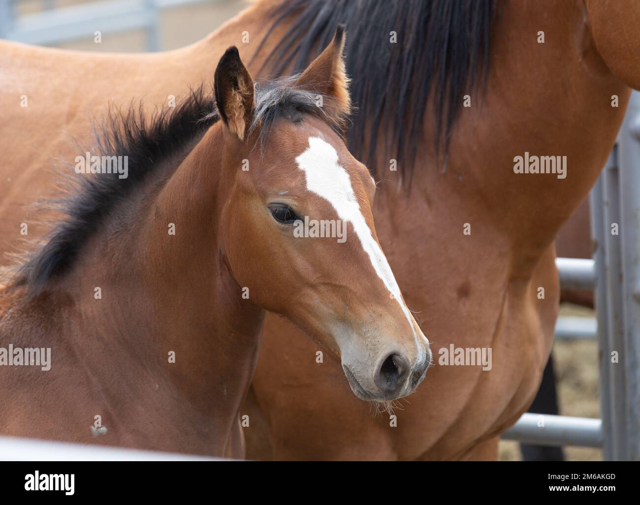 Rodeo local hi-res stock photography and images - Alamy