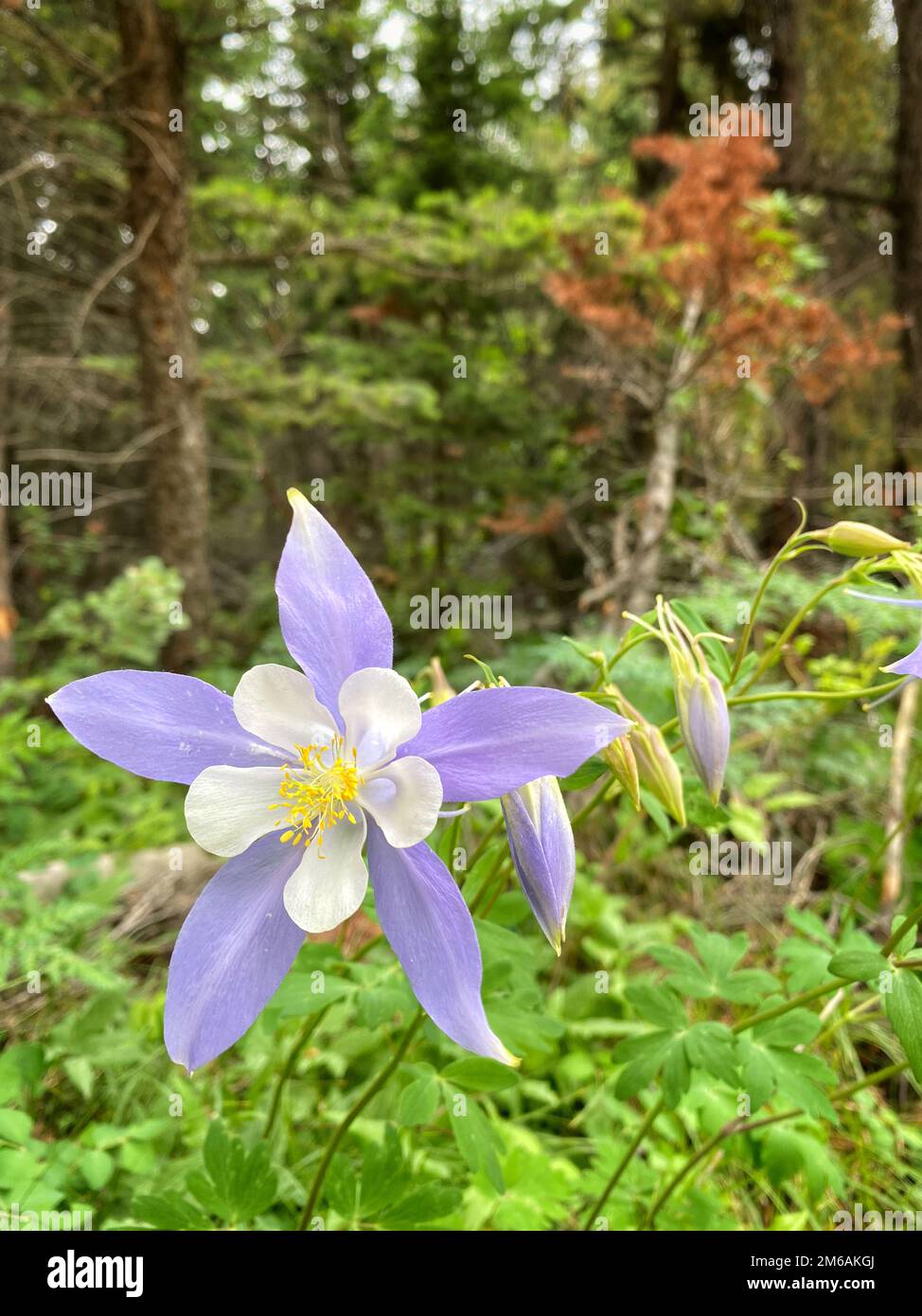 Colorado wildflower white hi-res stock photography and images - Alamy