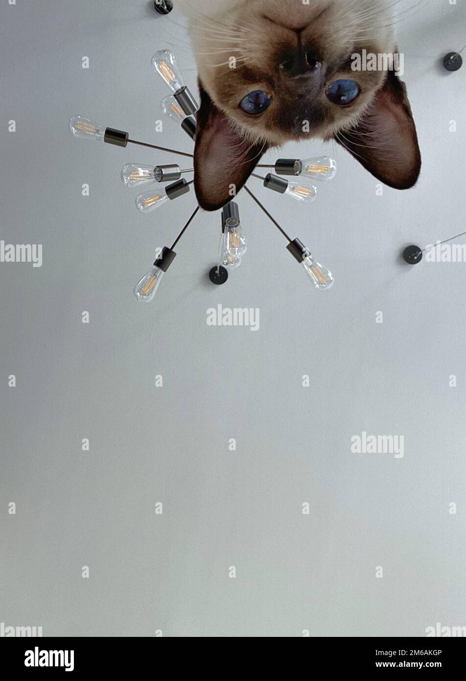 The siamese house hi-res stock photography and images - Alamy