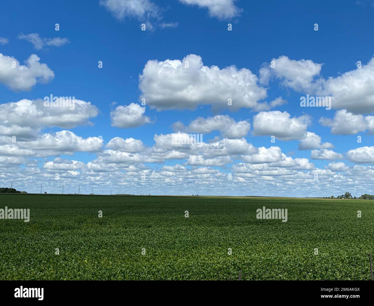 Fluffy clouds over an Iowa soybean field Stock Photo - Alamy