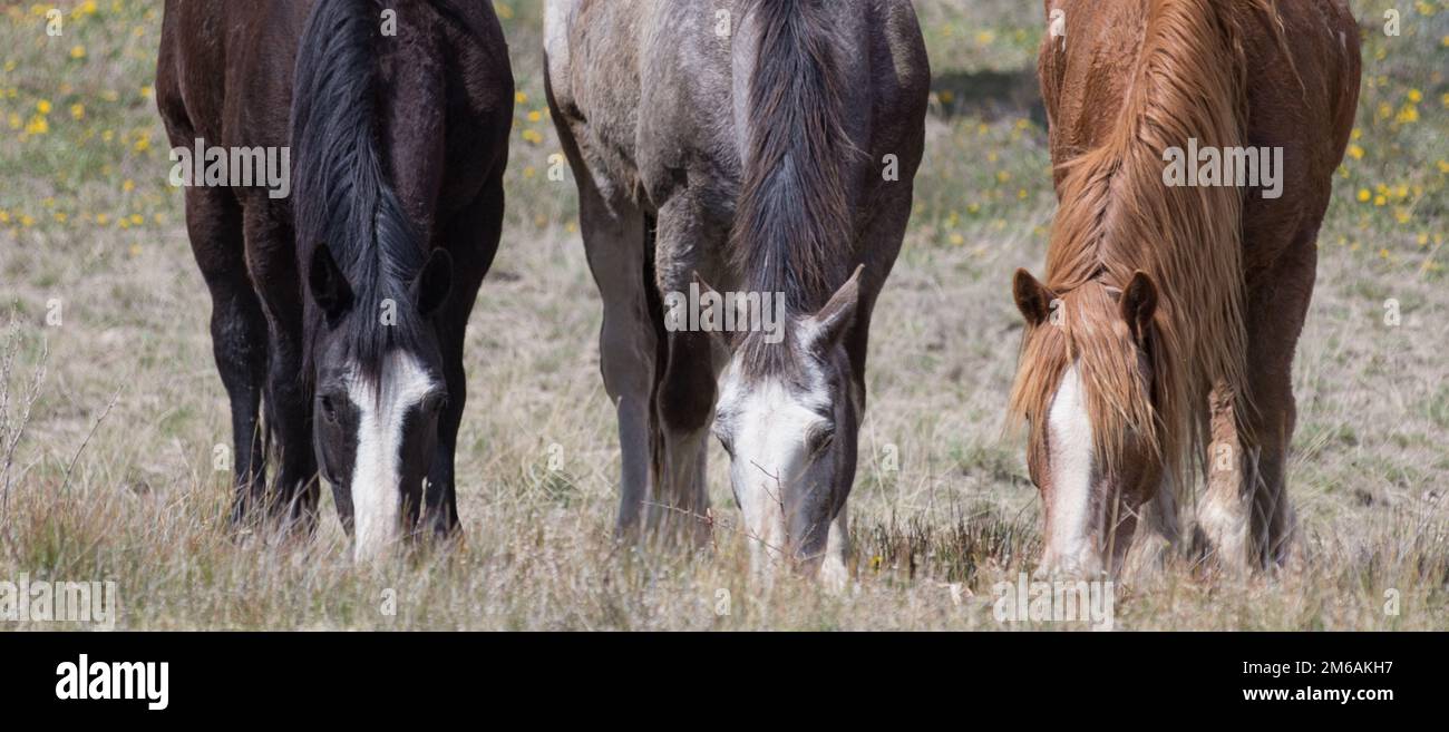 Three horses together hi-res stock photography and images - Alamy