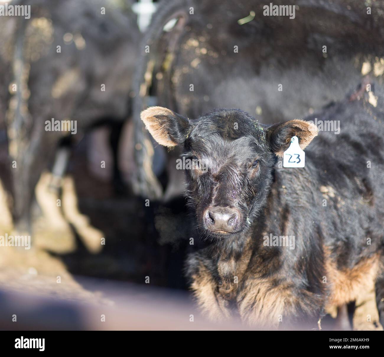 Vaca angus hi-res stock photography and images - Alamy