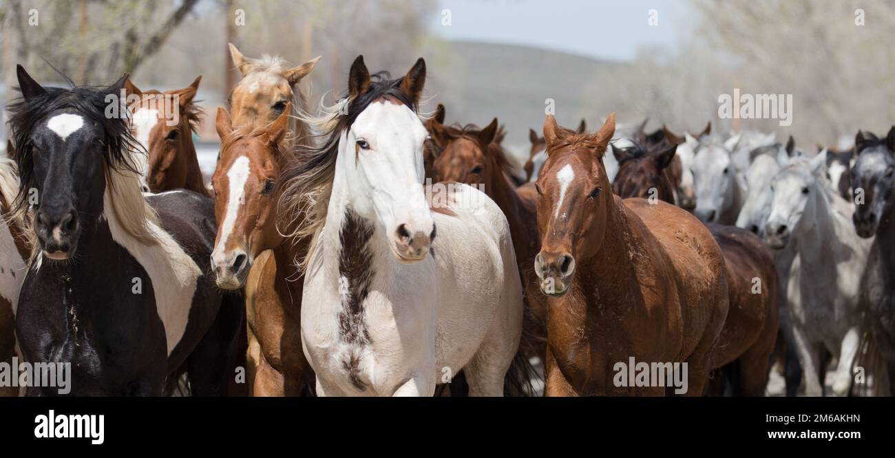 Ranch horses run down the street of Maybell Stock Photo - Alamy