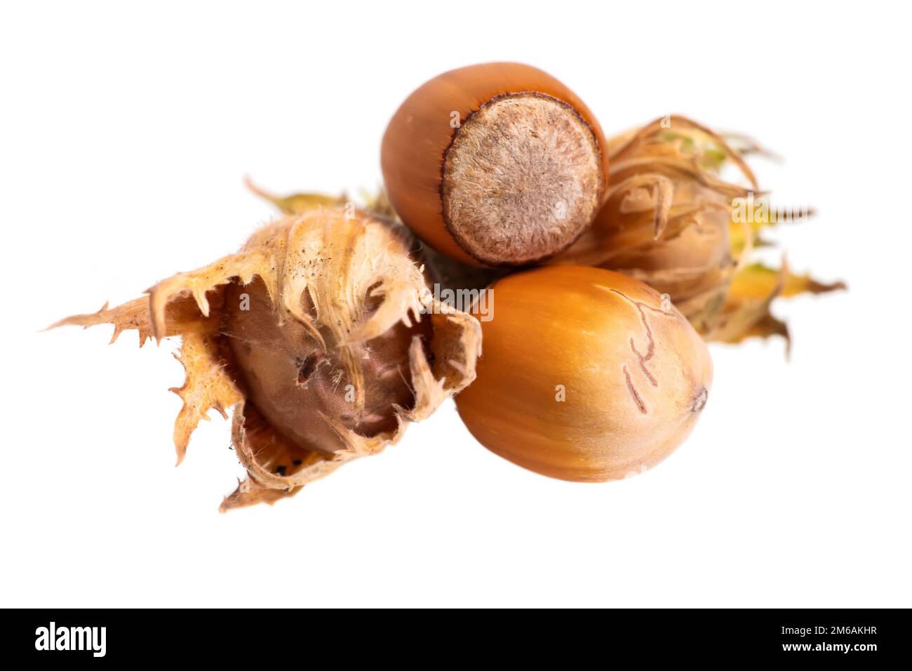 Forest nuts hazel nuts isolated on white background Stock Photo - Alamy