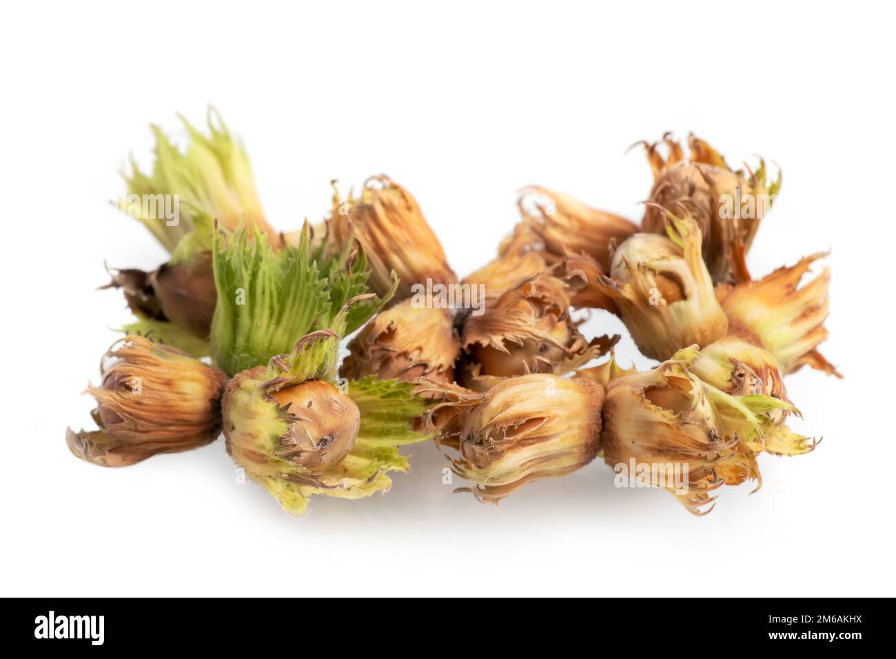 Forest nuts hazel nuts isolated on white background Stock Photo - Alamy