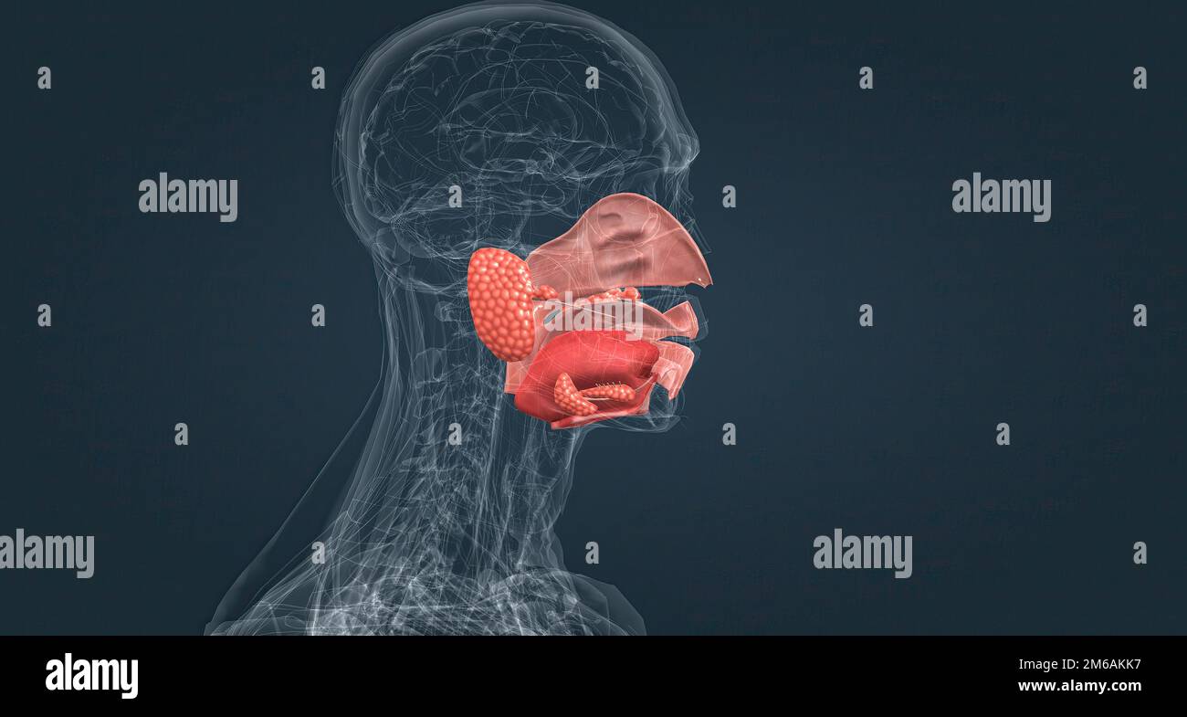 Lobule mineral hi-res stock photography and images - Alamy