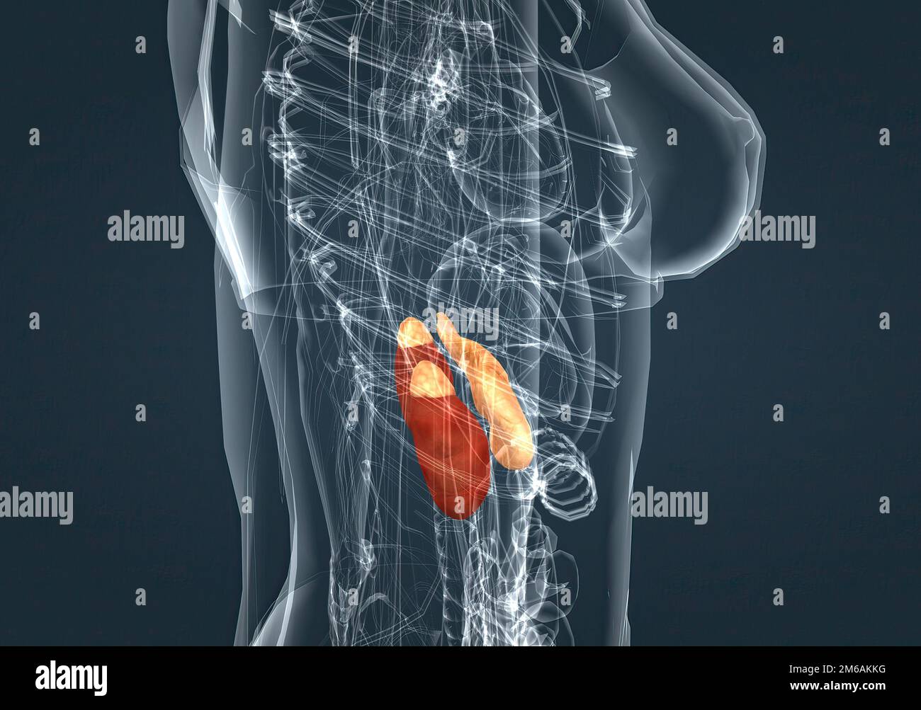 Endocrine system glands 3d hi-res stock photography and images - Alamy