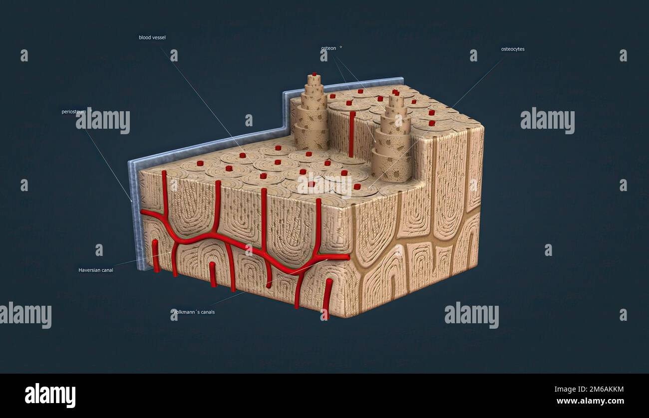 Cartilage connective tissues hi-res stock photography and images - Alamy