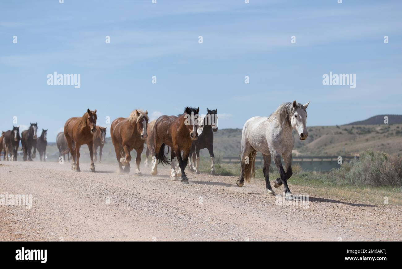 Horse running down the road hi-res stock photography and images - Alamy