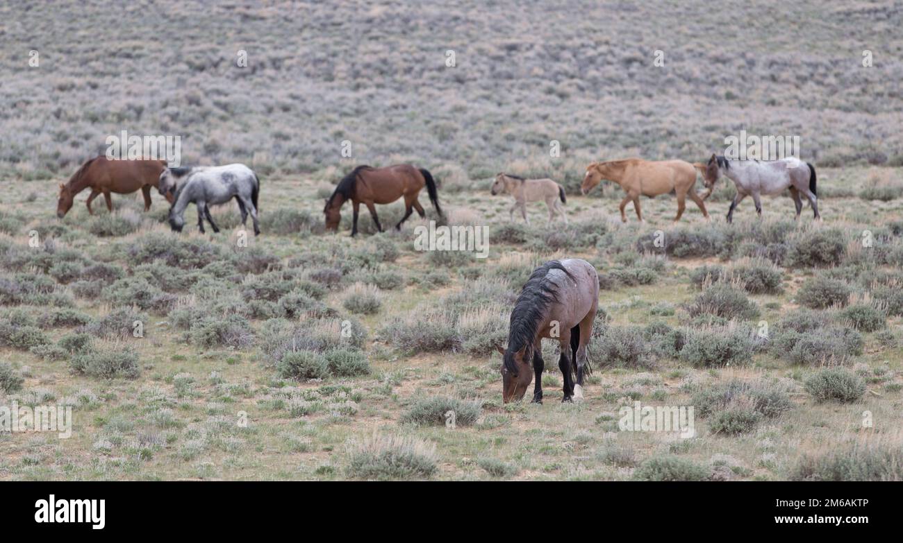 Line of horses walks behind lone stallion Stock Photo - Alamy