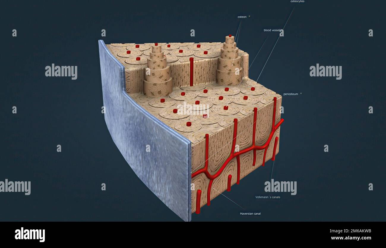 Histology of osteon hi-res stock photography and images - Alamy