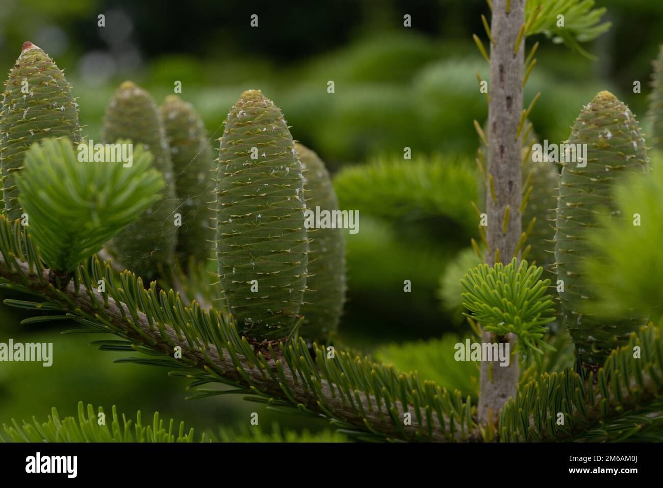 Multiple Pine Cone On Evergreen Nordmann firs with Grey Sky Background ...