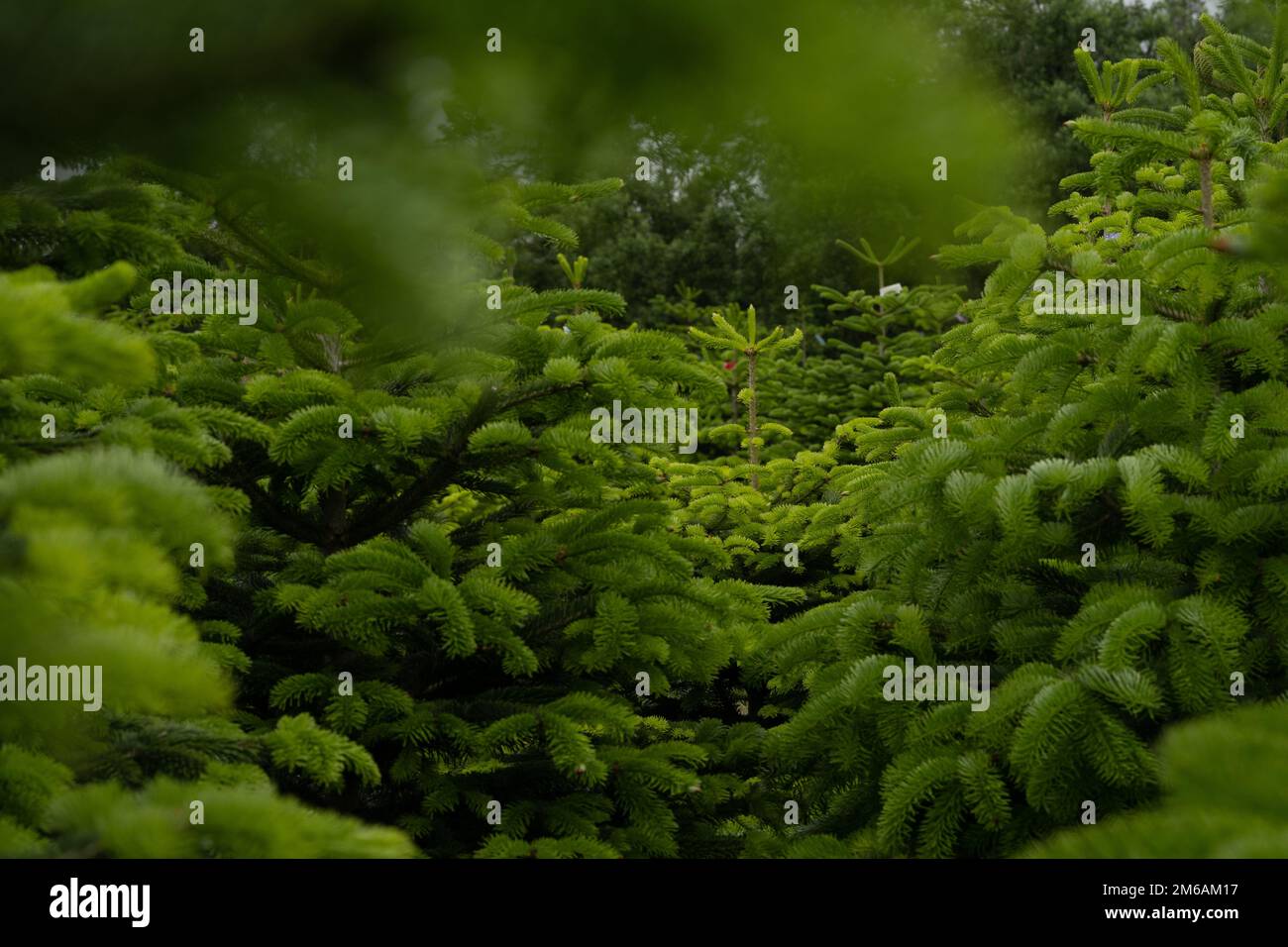 Open Air Farm With Biological christmas Tree Plantation Stock Photo - Alamy