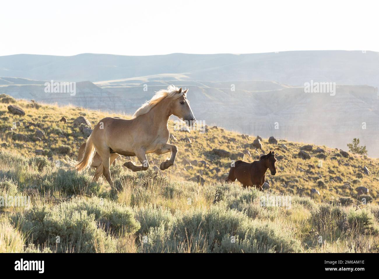 Halflinger hi-res stock photography and images - Alamy