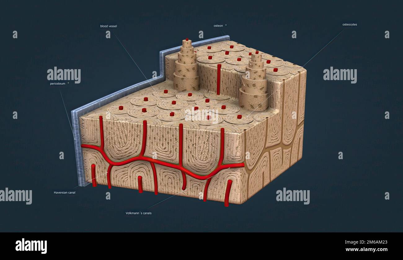 Histology of osteon hi-res stock photography and images - Alamy