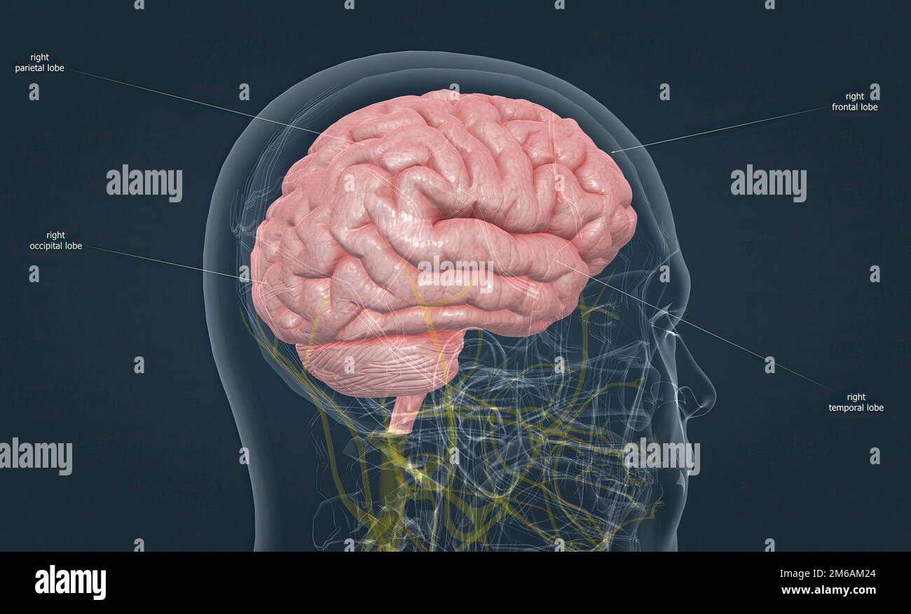 Amygdala control hi-res stock photography and images - Alamy