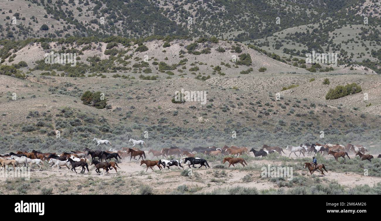 Cowboy driving horses hi-res stock photography and images - Alamy