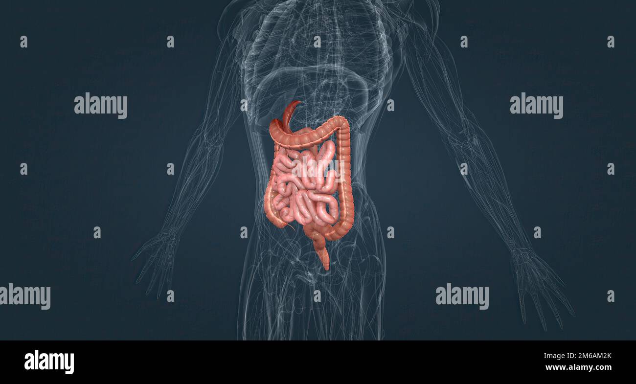 Digestive processes hi-res stock photography and images - Alamy