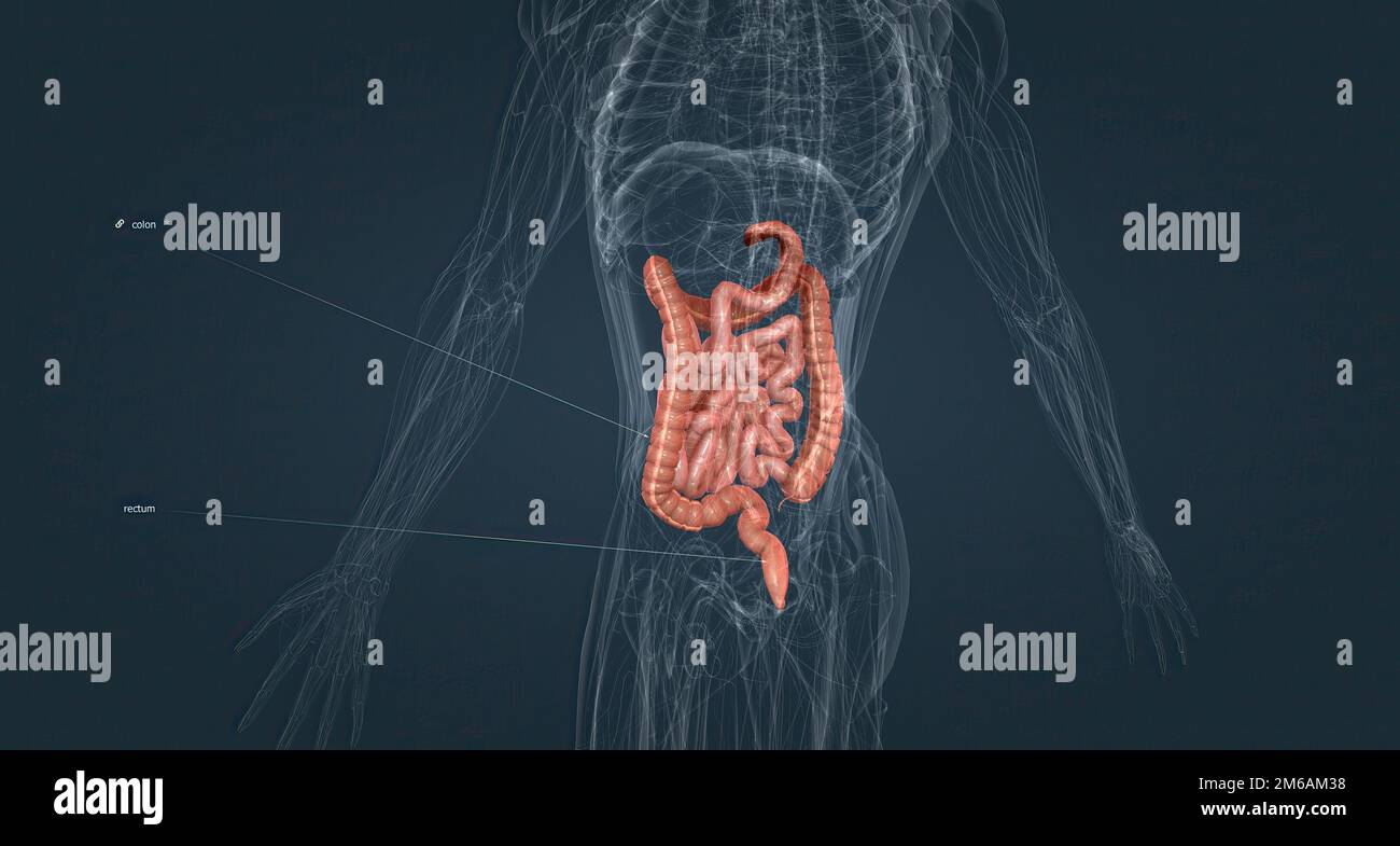 Digestive processes hi-res stock photography and images - Alamy
